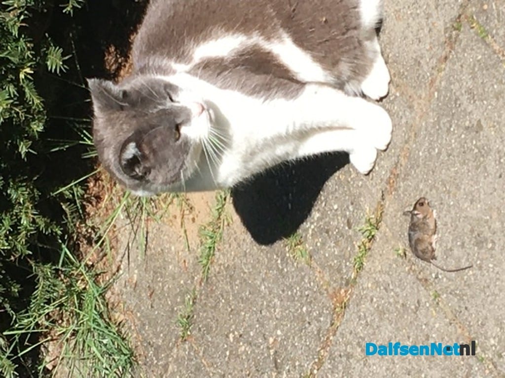 Kat en muis even de 1,5 meter vergeten | DalfsenNet