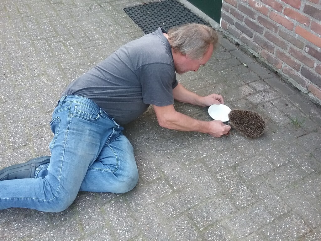 Egel overdag? Meestal niet goed | DalfsenNet