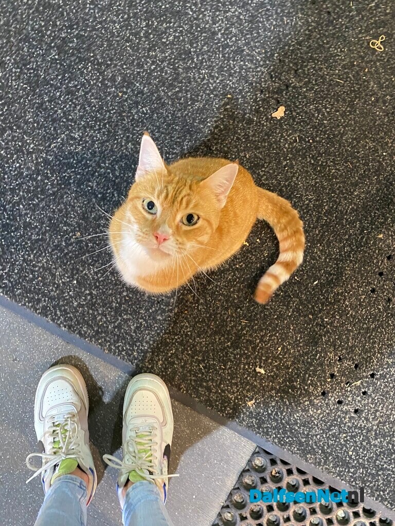 Rode kater vermist? | DalfsenNet