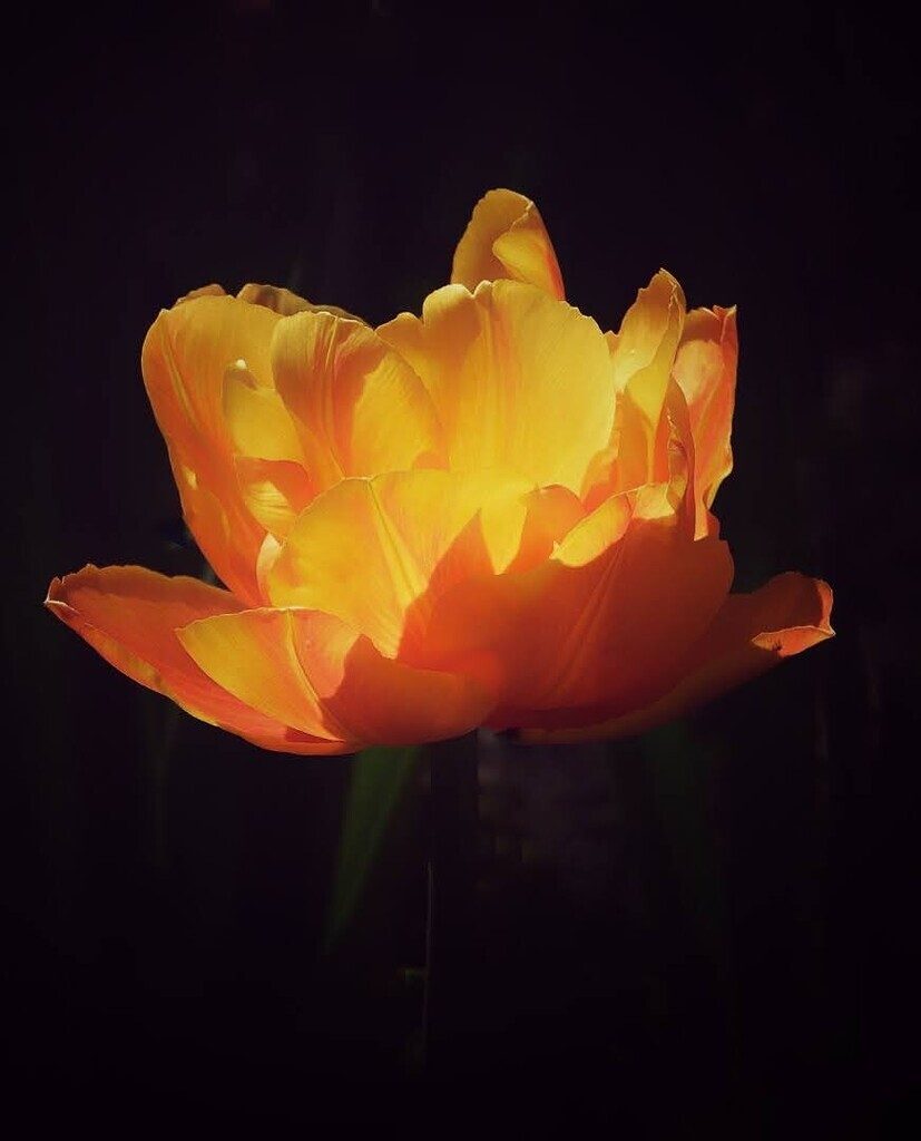 Tulpen, er zijn veel soorten | DalfsenNet