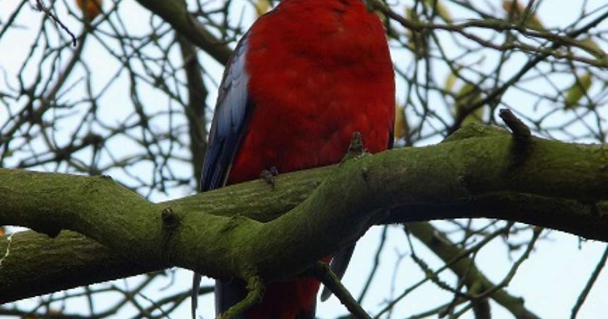 Dea ziet rare vogel 2 | DalfsenNet