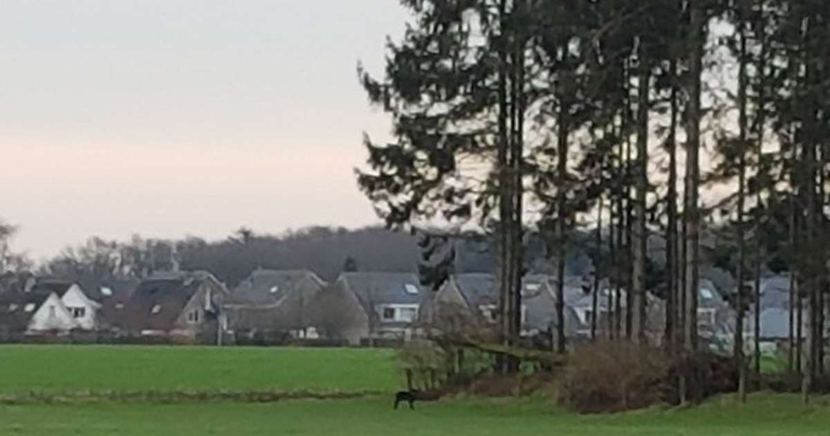 Grune Jopie ziet Zwarte ree | DalfsenNet