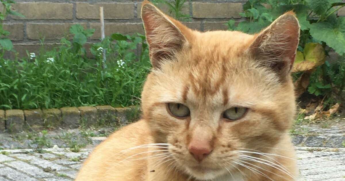 Van wie is deze lieve rode kater? | DalfsenNet
