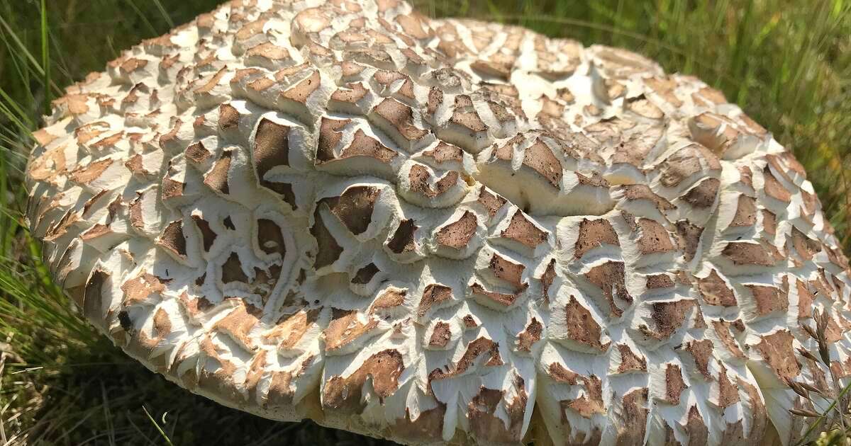 Paddestoelen … ze zijn er al | DalfsenNet