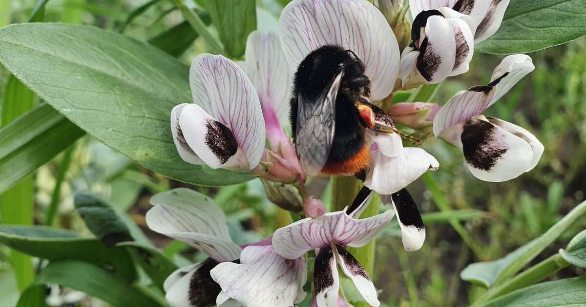 Boeren buren dag in de Marshoek | DalfsenNet