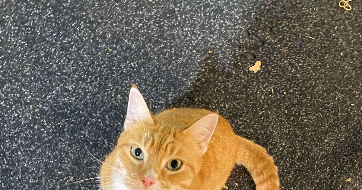 Rode kater vermist? | DalfsenNet