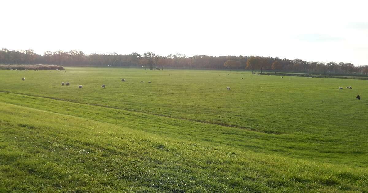 2 x Schaap dood gebeten, vermoedelijk door wolf | DalfsenNet