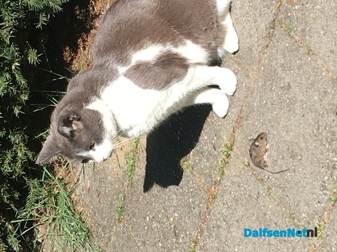 Kat en muis even de 1,5 meter vergeten | DalfsenNet