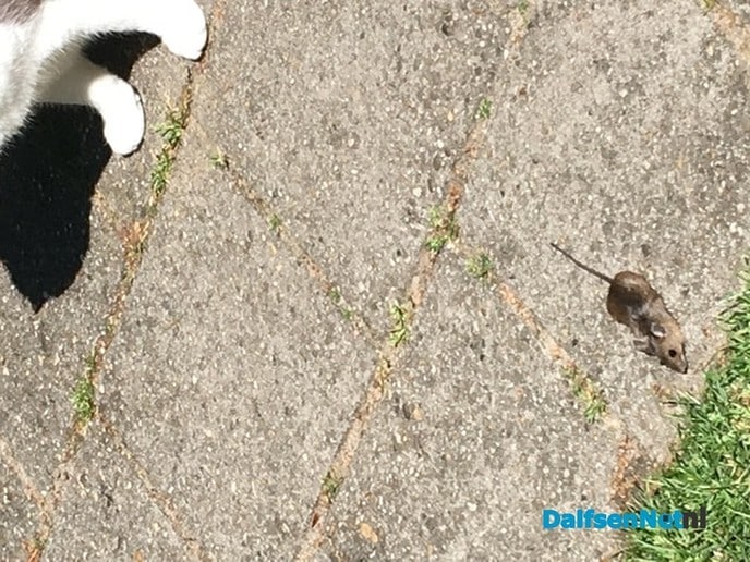 Kat en muis even de 1,5 meter vergeten | DalfsenNet
