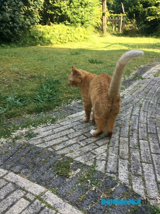 Van wie is deze lieve rode kater? | DalfsenNet
