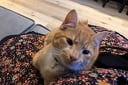 Kat Jimmy is weer terug | DalfsenNet